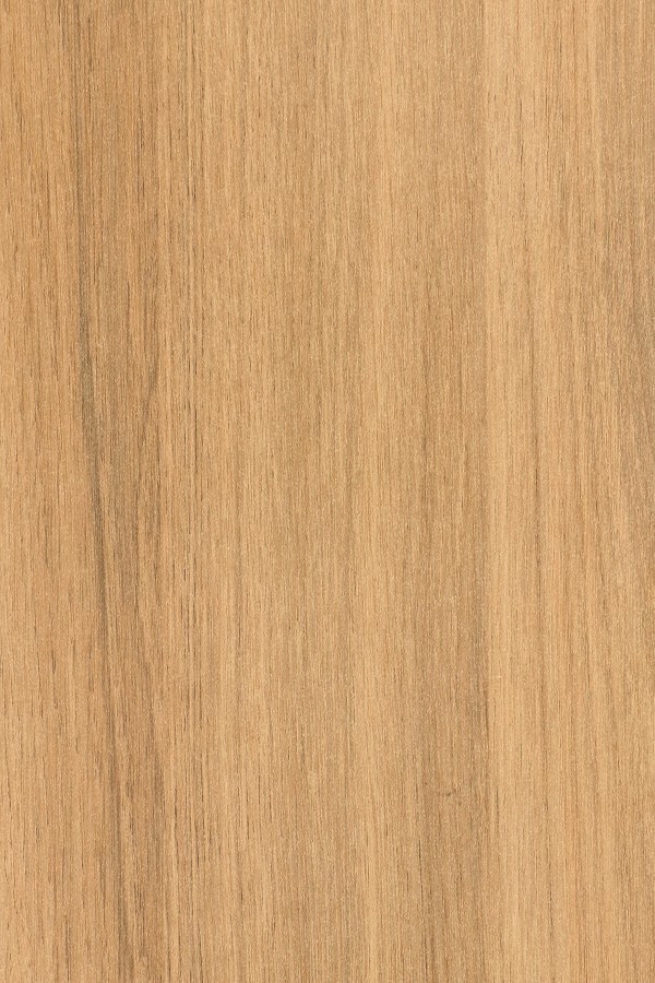 446 SEVILLA OAK || TIMEXMICA